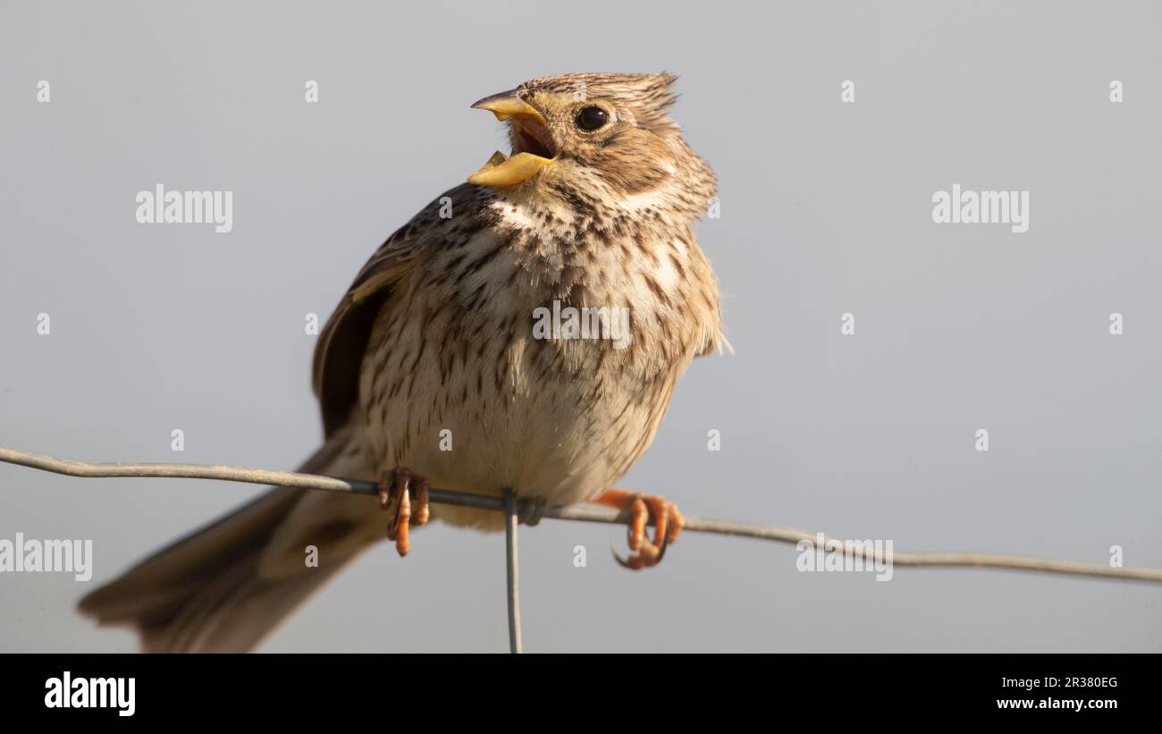 Cultural singing hi-res stock photography and images - Alamy