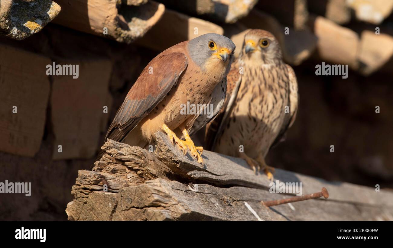 Falcon pair nest hi-res stock photography and images - Alamy