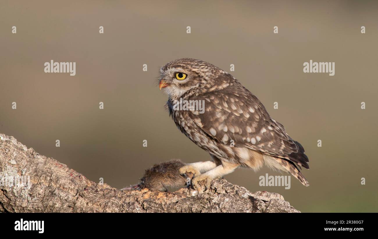 Mouse photography hi-res stock photography and images - Alamy