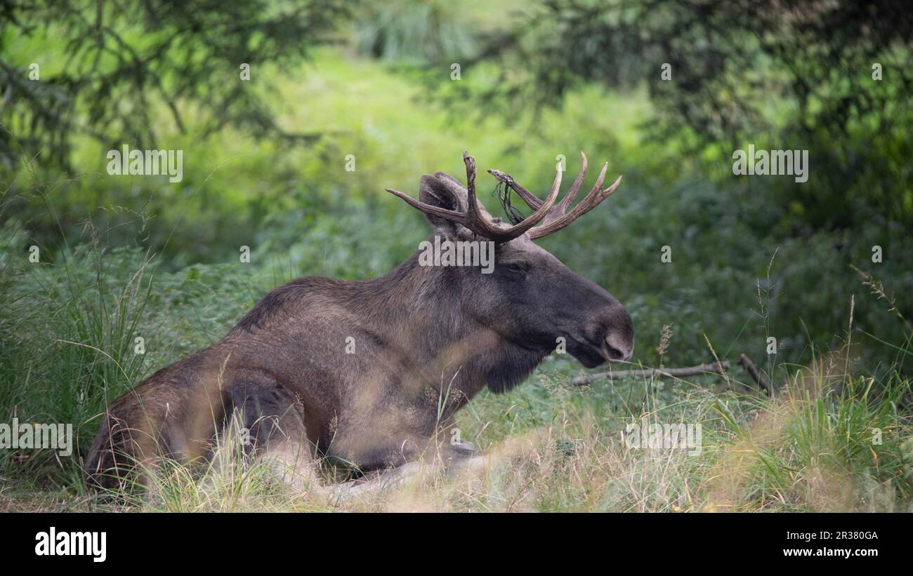 Animal moose hi-res stock photography and images - Alamy
