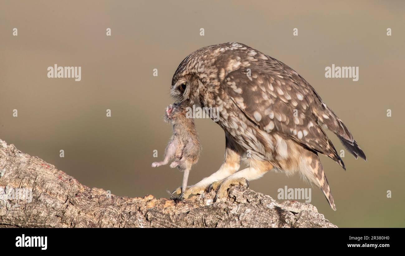 Mouse bird hi-res stock photography and images - Alamy