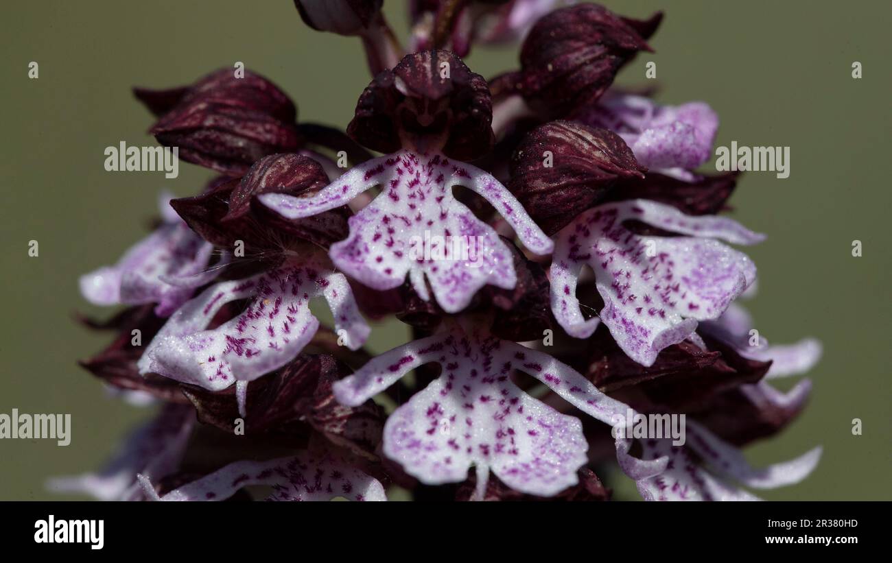 The northern marsh-orchid (Orchis purpurea) is one of the largest ...
