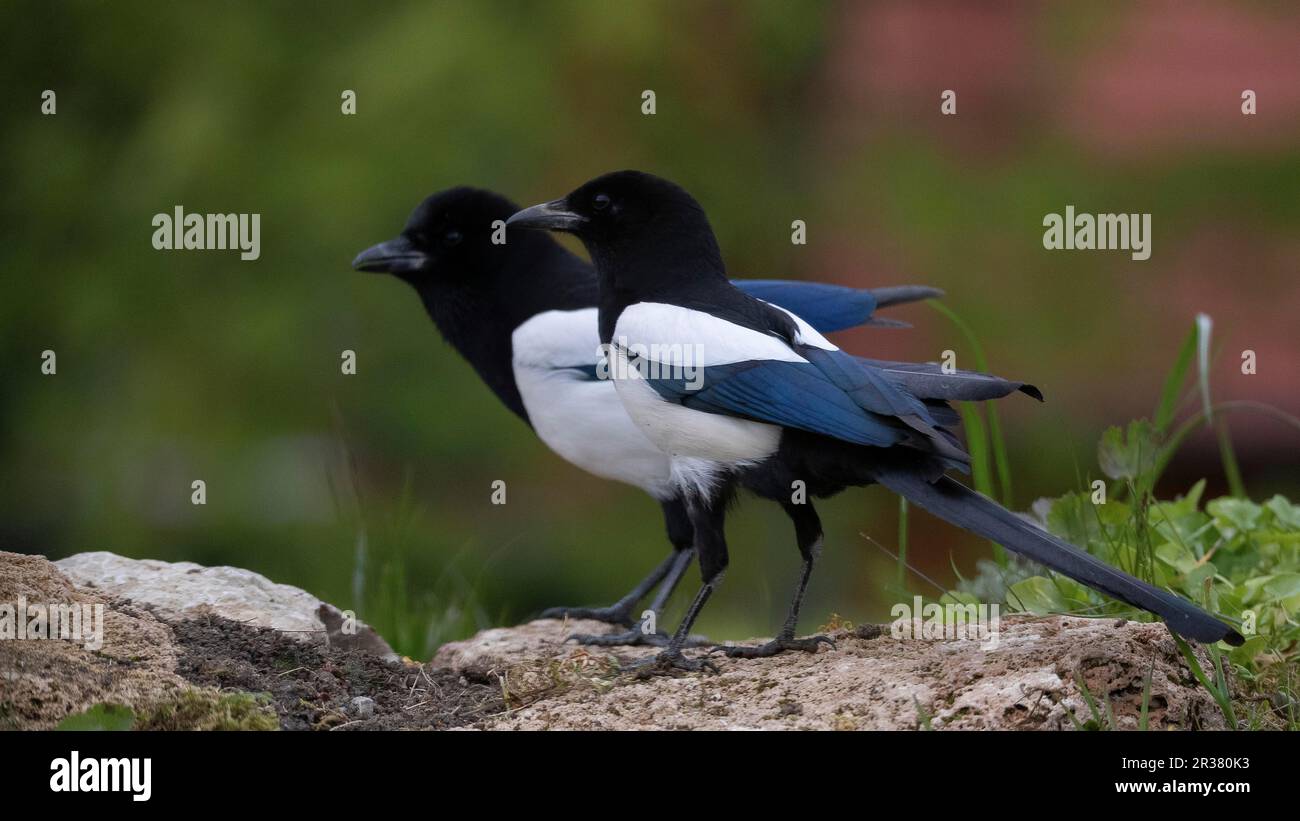 Magpie photography hi-res stock photography and images - Alamy