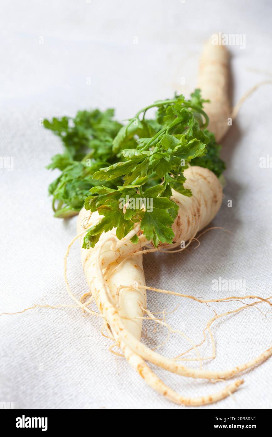 Organic parsley roots Stock Photo - Alamy