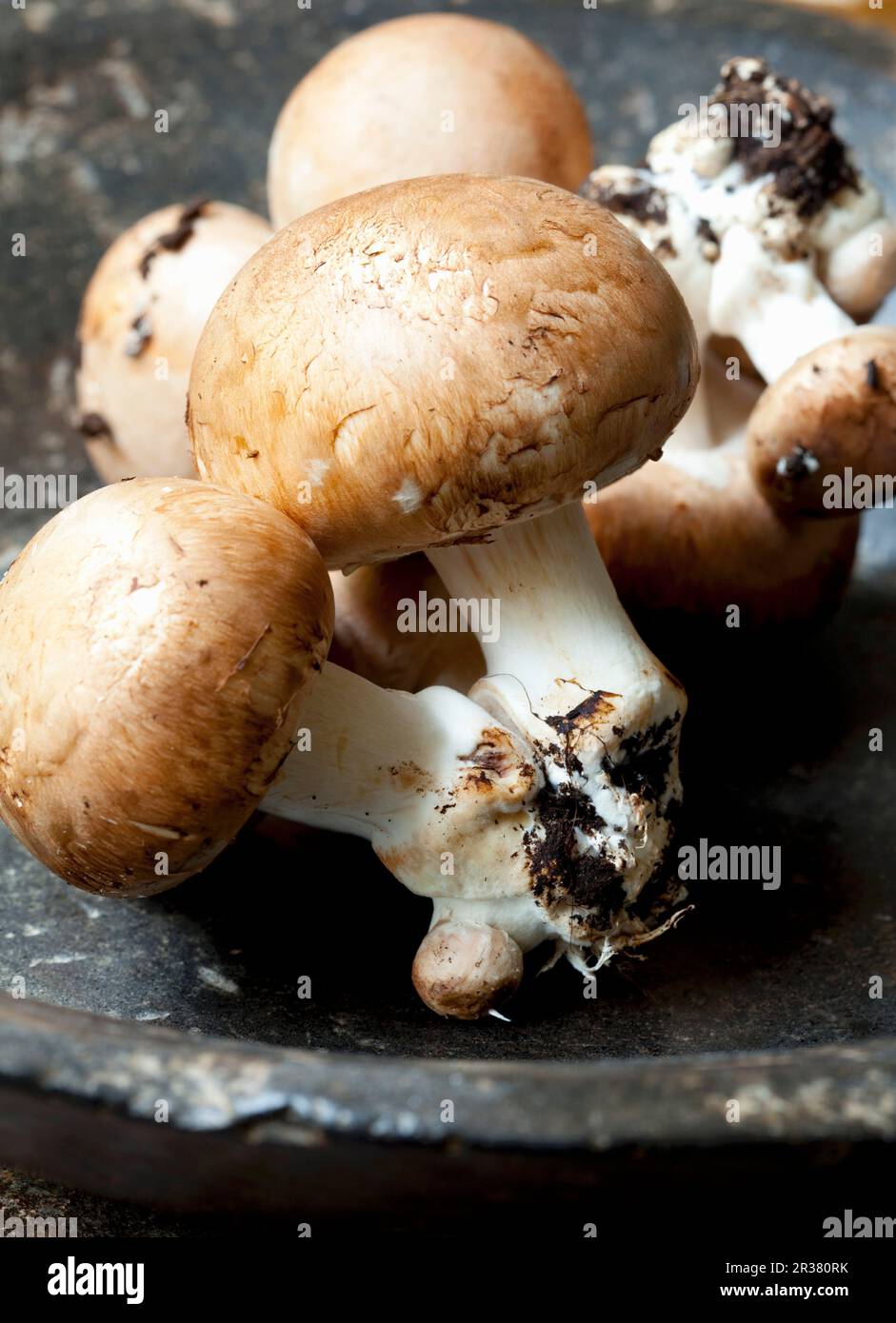 Fresh mushrooms (close up Stock Photo - Alamy