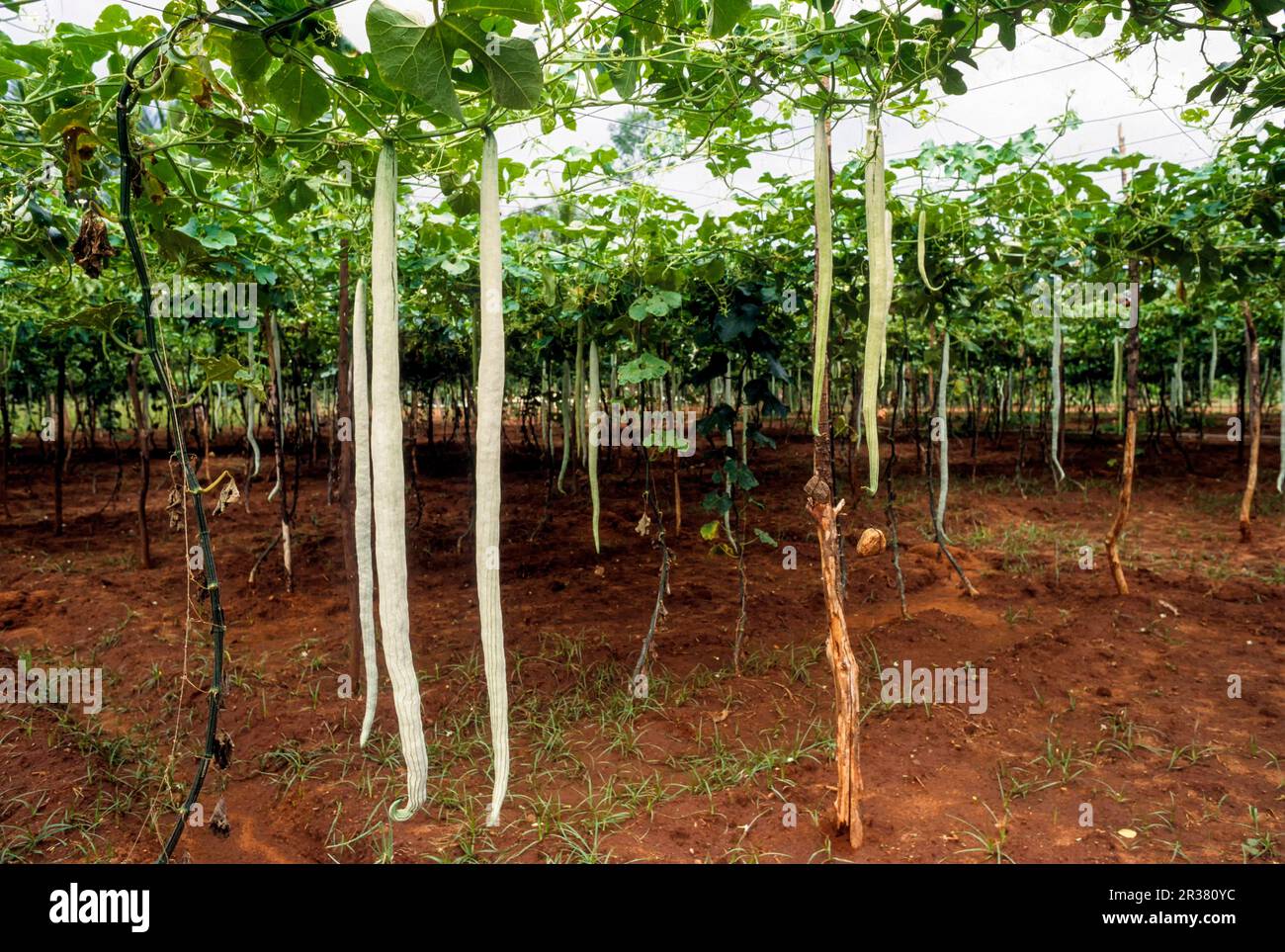 Vegetable Snake Gourd garden (Trichosanthes cucumerina Linn ...