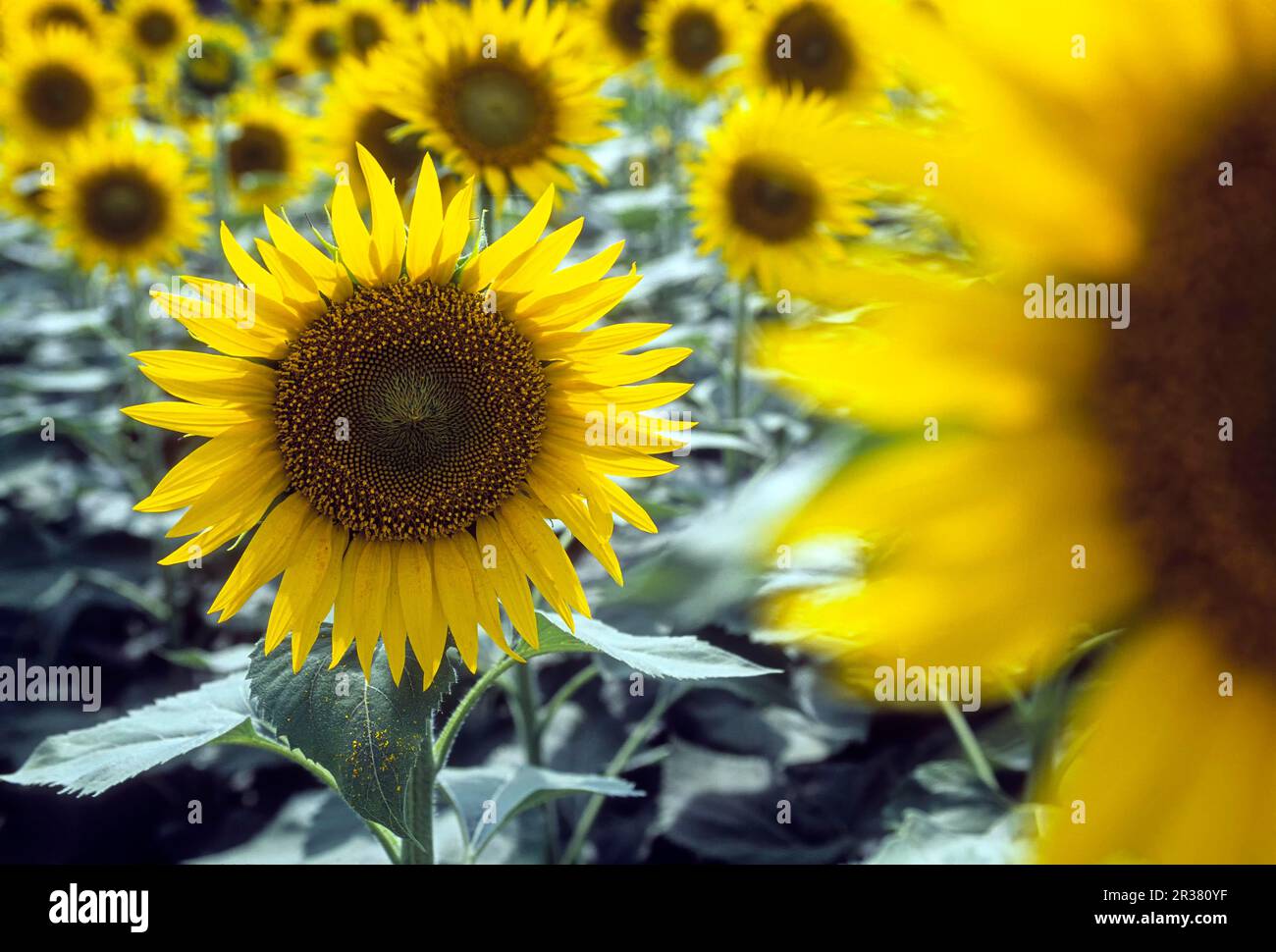 Sun flower india hi-res stock photography and images - Alamy