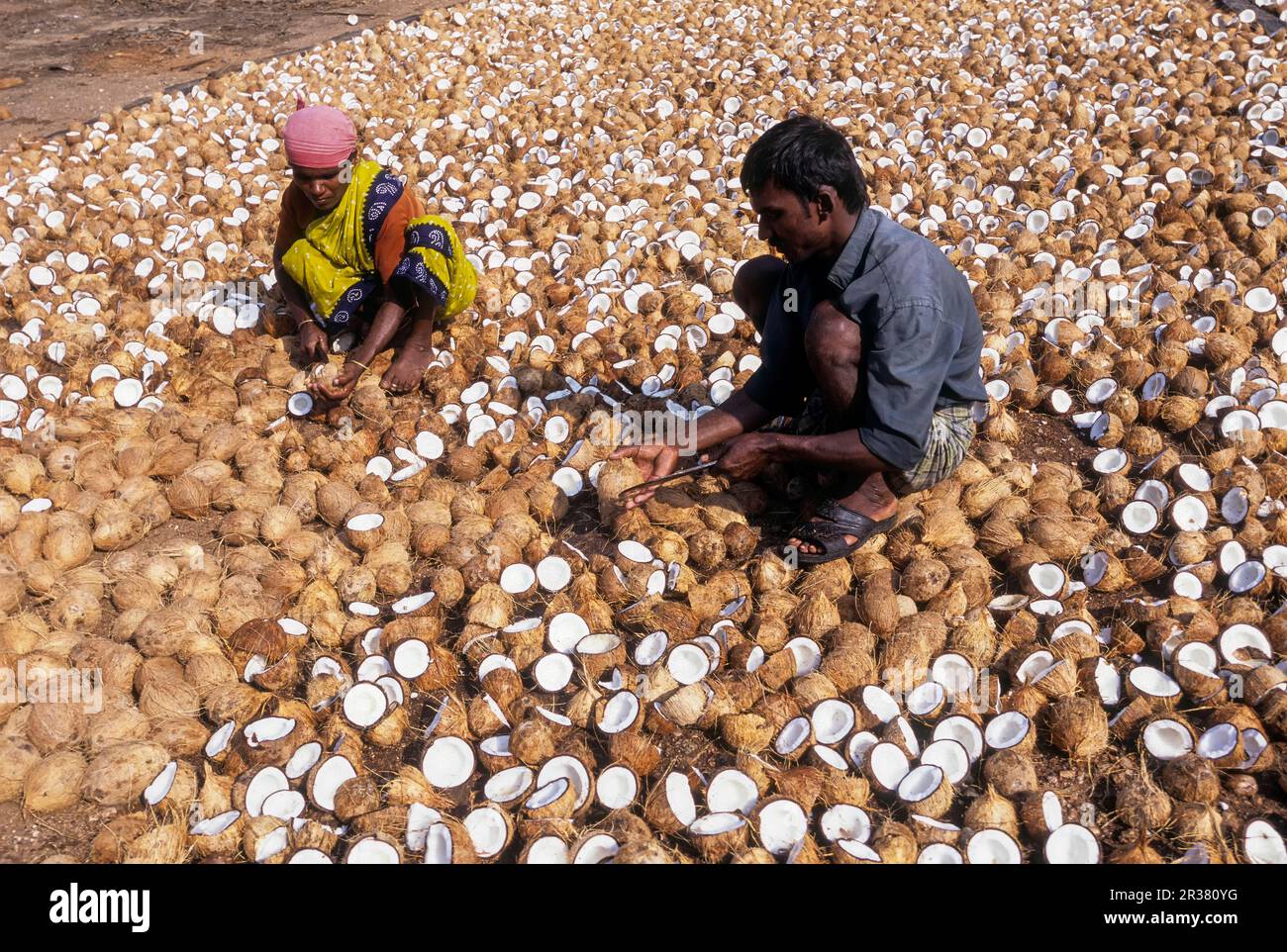 Breaking Coconuts to dry in an oil extracting factory at Vellakoil ...