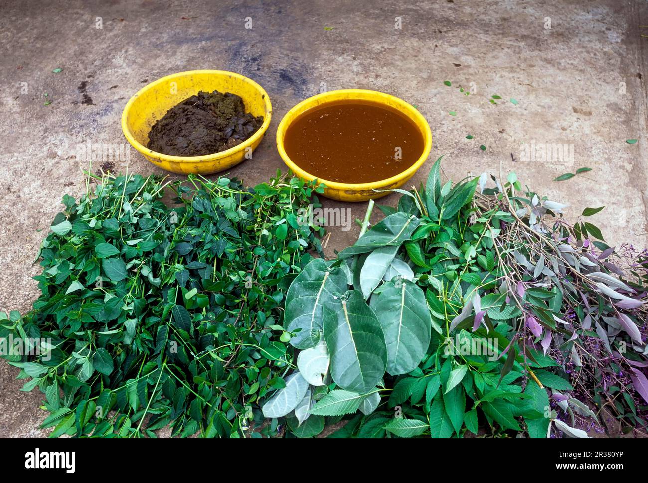 Preparation of leaf extracts for Pest Control, 1. Neem 2. Lantana ...