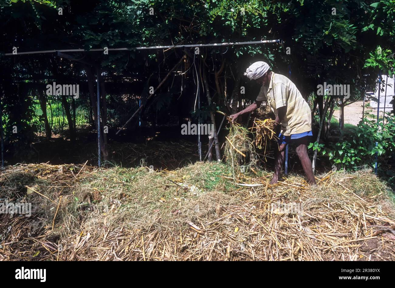 A man working vermi compost heap organic farm India Stock Photo - Alamy