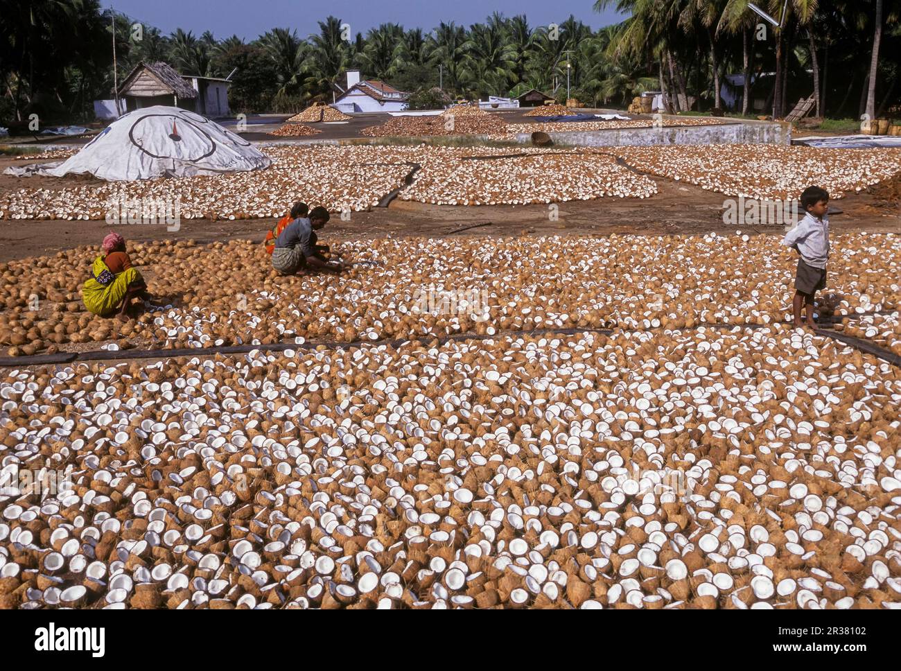 Breaking Coconuts to dry in an oil extracting factory at Vellakoil ...