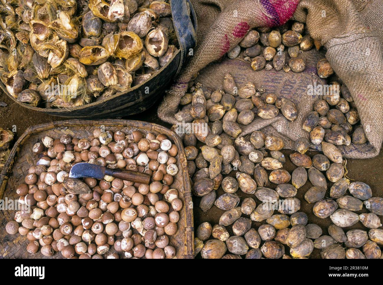 Removing husk betel areacanut (Areca catechu Linn) supari nut husk ...