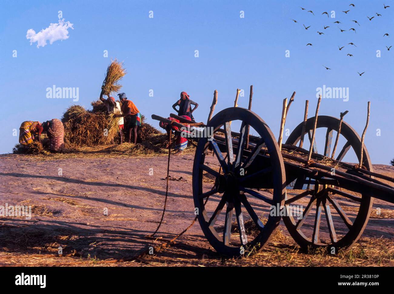 Threshing Rice (Oryza sativa) Tamil Nadu, South India, India, Asia ...