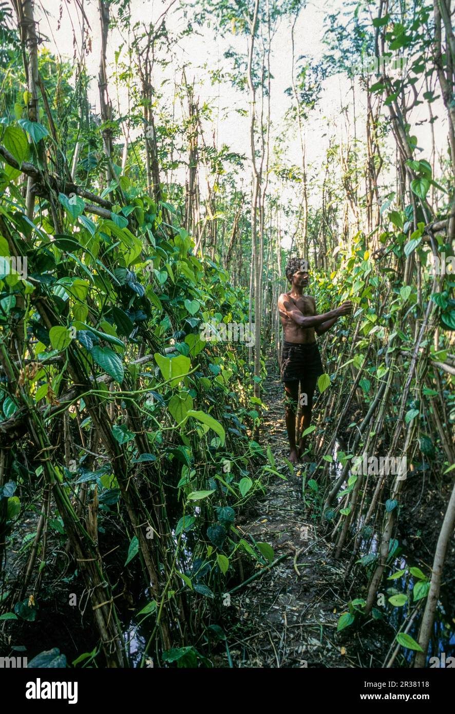 Herbal medicine Betel (Piper betle) Leaf Vine at Sholavandan Tamil Nadu ...