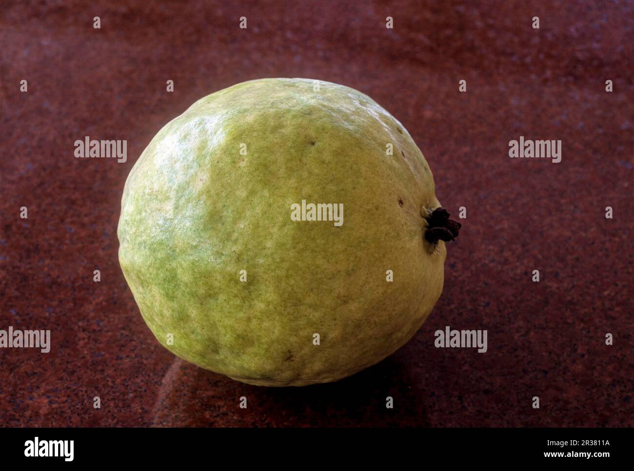 Guava (Psidium guajava linn) fruit with leaf, studio shot, Tamil Nadu ...
