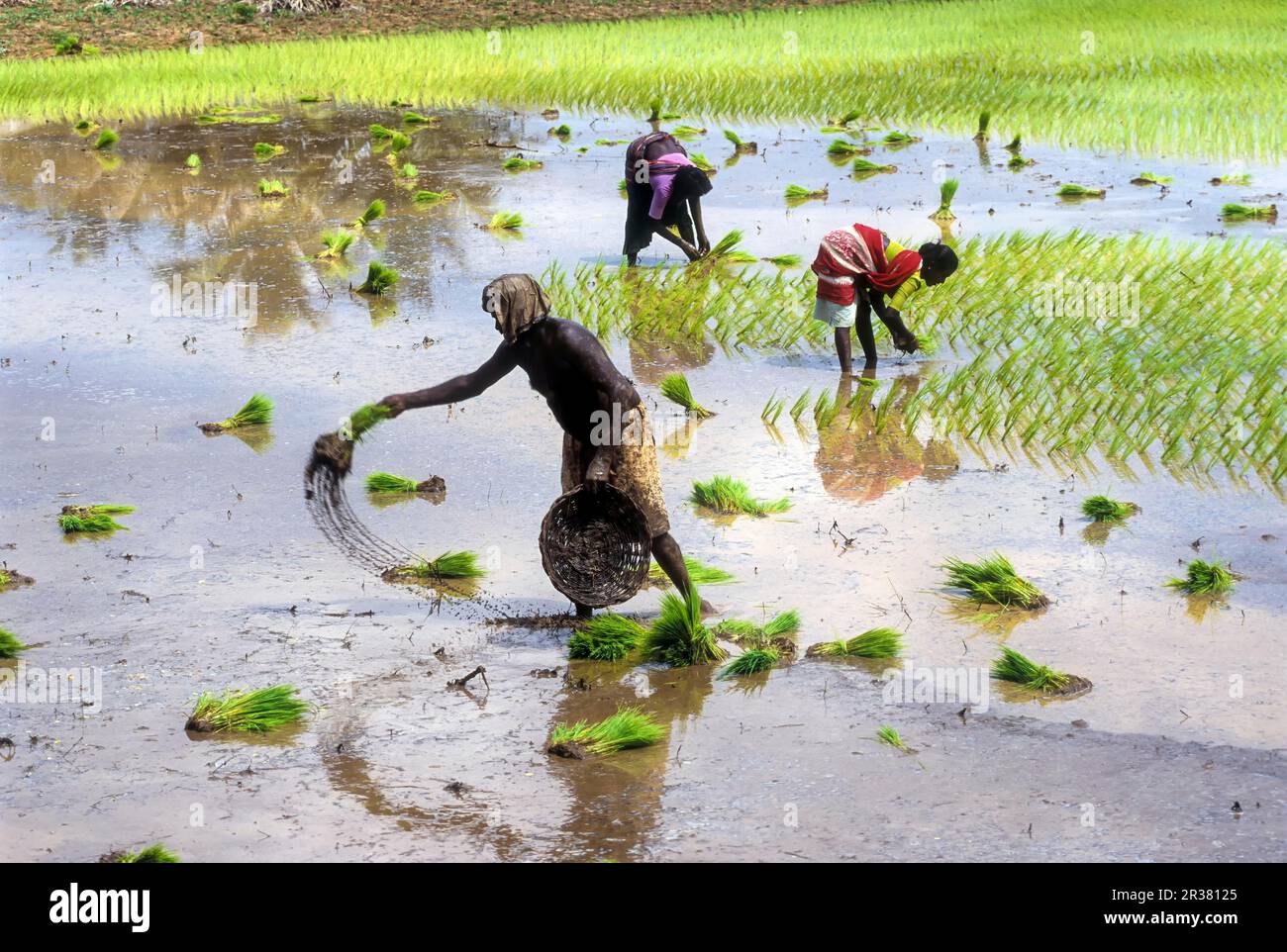 Paddy rice (Oryza sativa) transplanting Tamil Nadu, South India, India ...