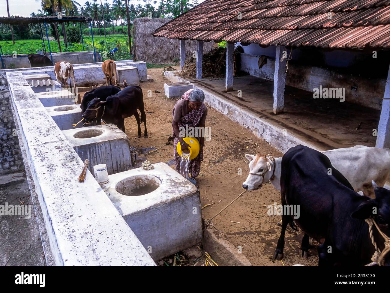 Indian Cow Farm House