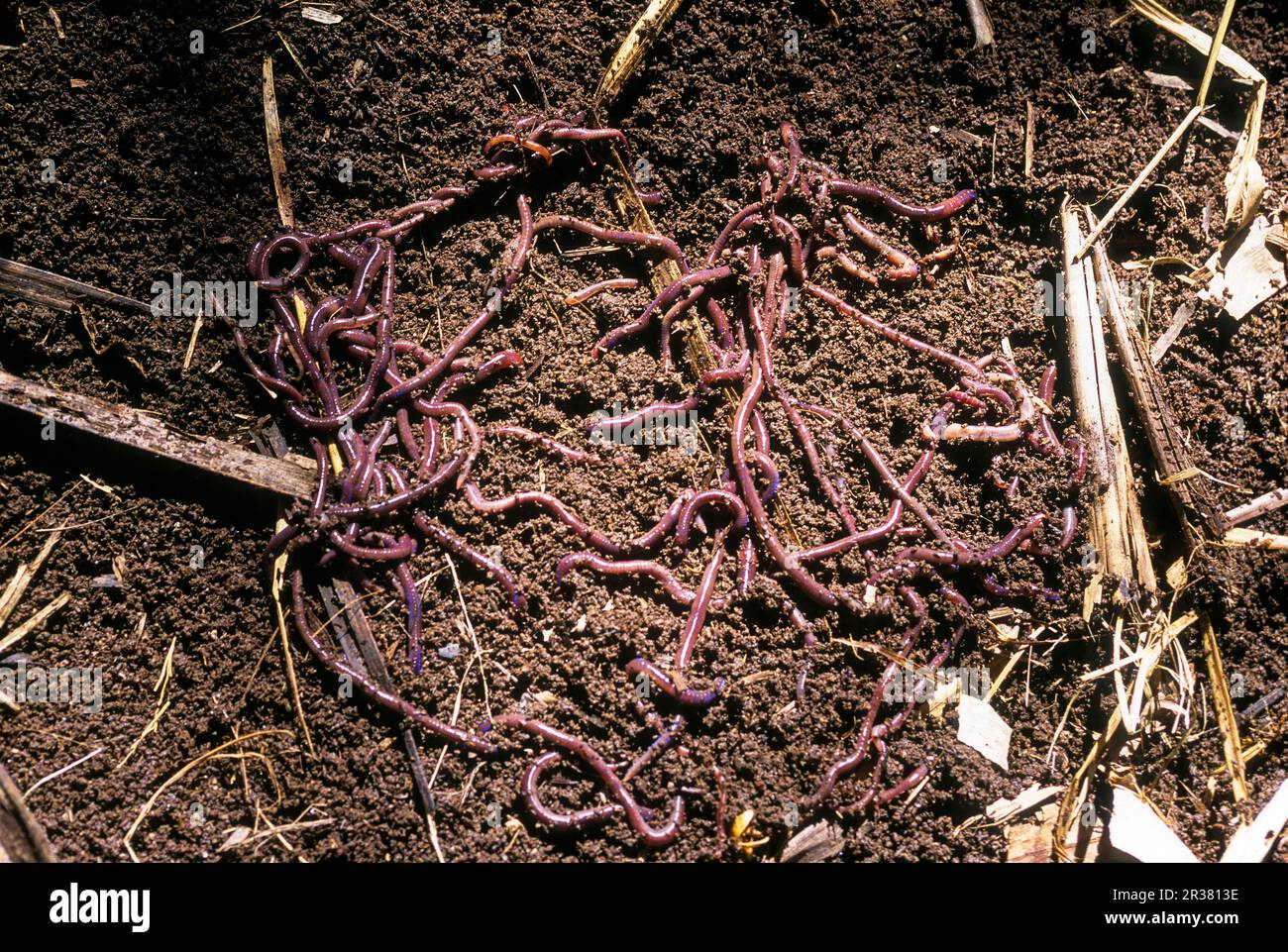 Earth worms in a vermi compost yard, Organic Farming India Stock Photo ...