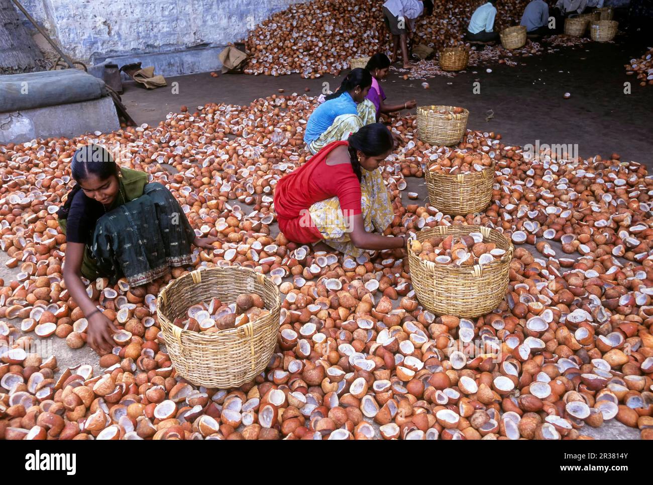 Workers grading copras in an oil extracting factory at Vellakoil ...