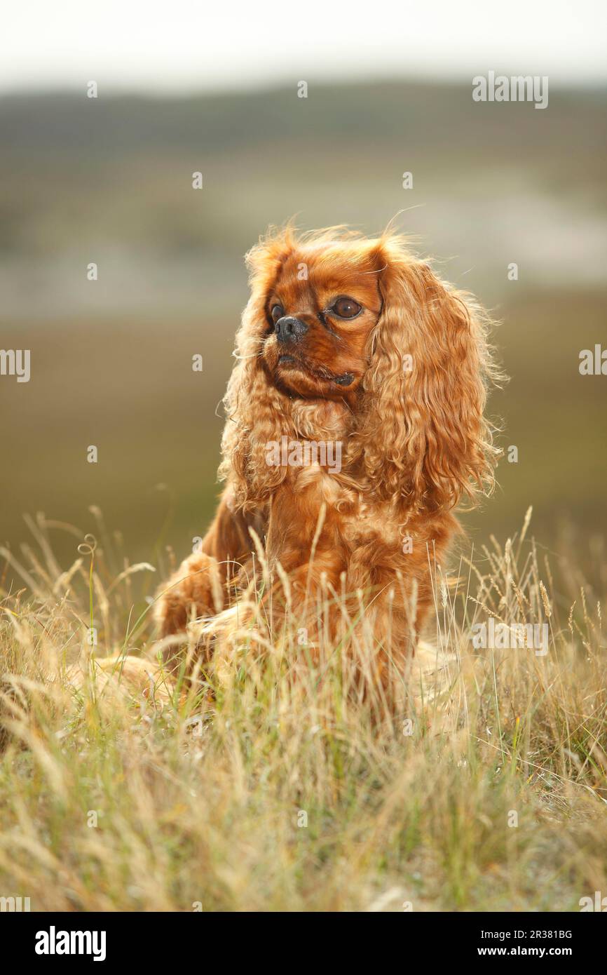 Dutch spaniel hi-res stock photography and images - Alamy