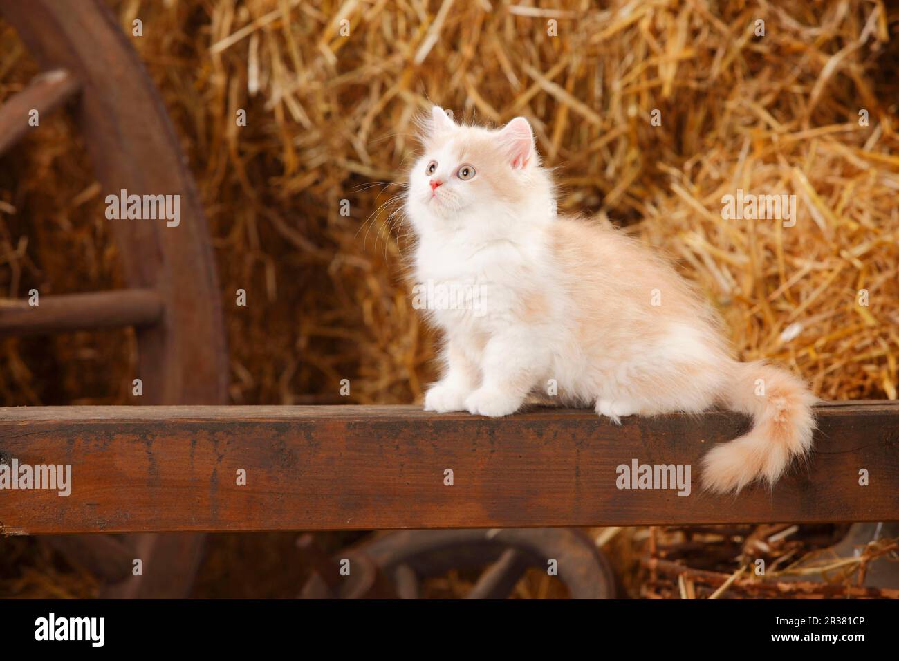 British Longhair, kitten, cream-white, 10 weeks Stock Photo - Alamy