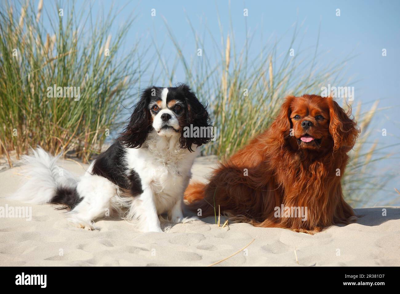 Cavalier King Charles Spaniel, pair, tricolour and ruby red, Texel ...
