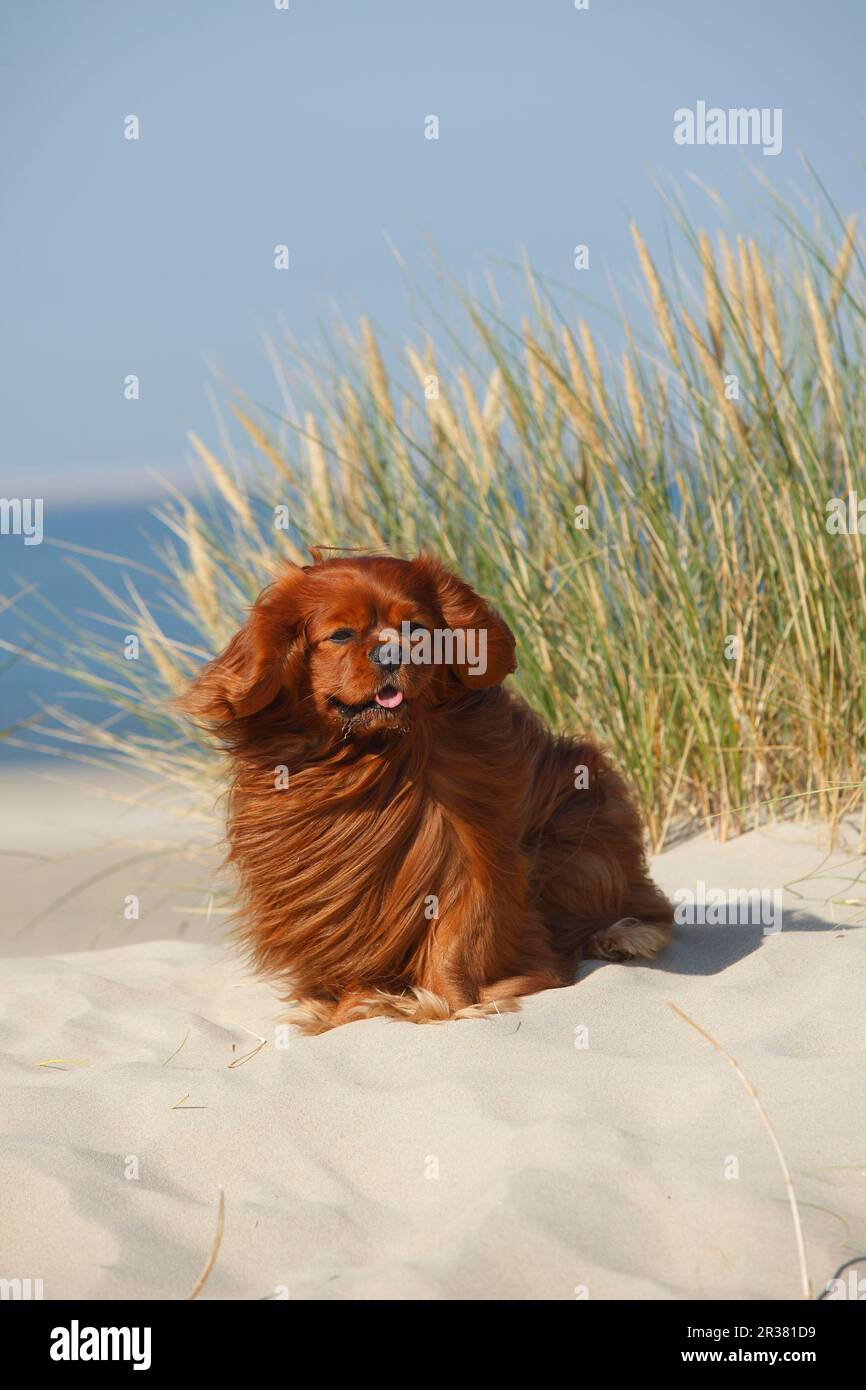 Cavalier King Charles Spaniel, male, ruby red, Texel, Netherlands Stock ...