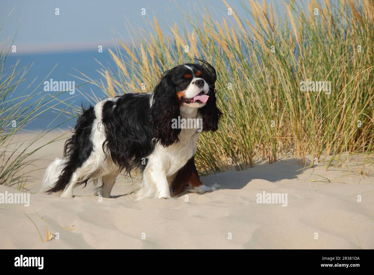 Cavalier King Charles Spaniel, male, tricolour, Texel, Netherlands ...
