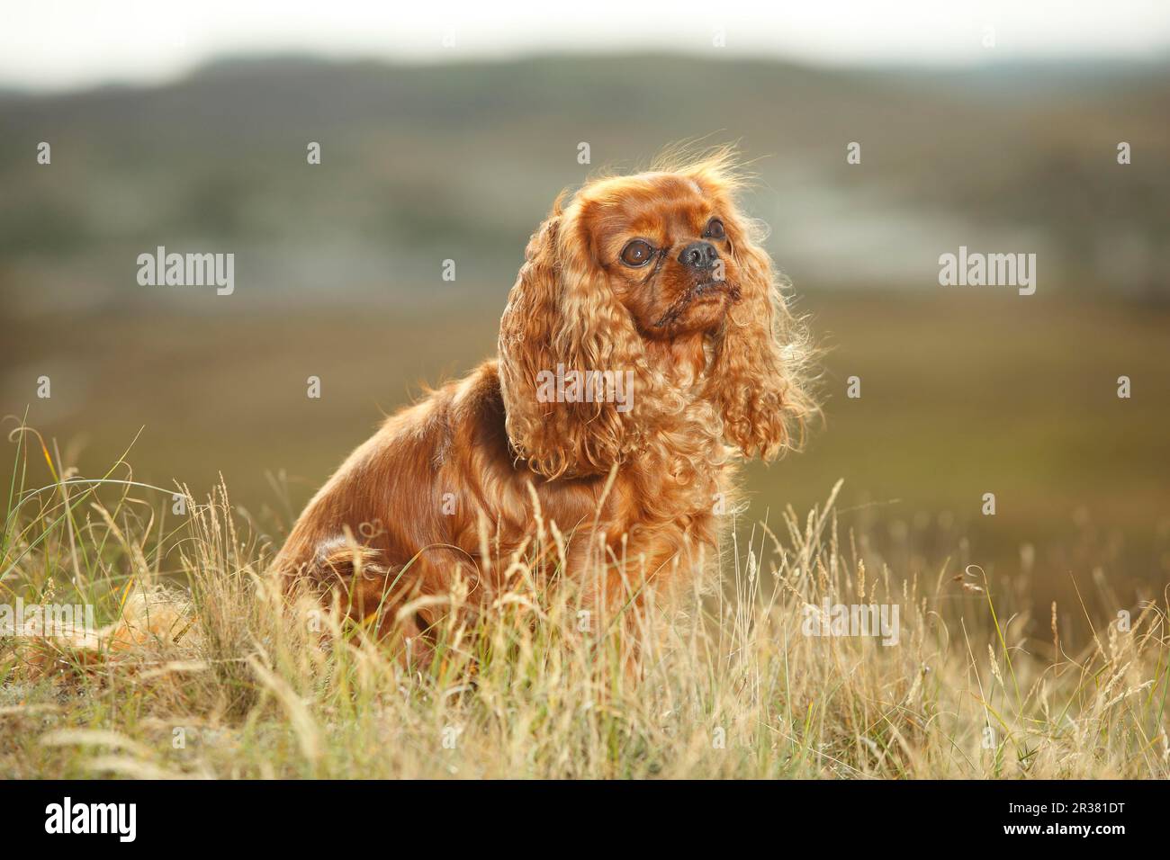Cavalier King Charles Spaniel, male, ruby red, Texel, Netherlands Stock ...