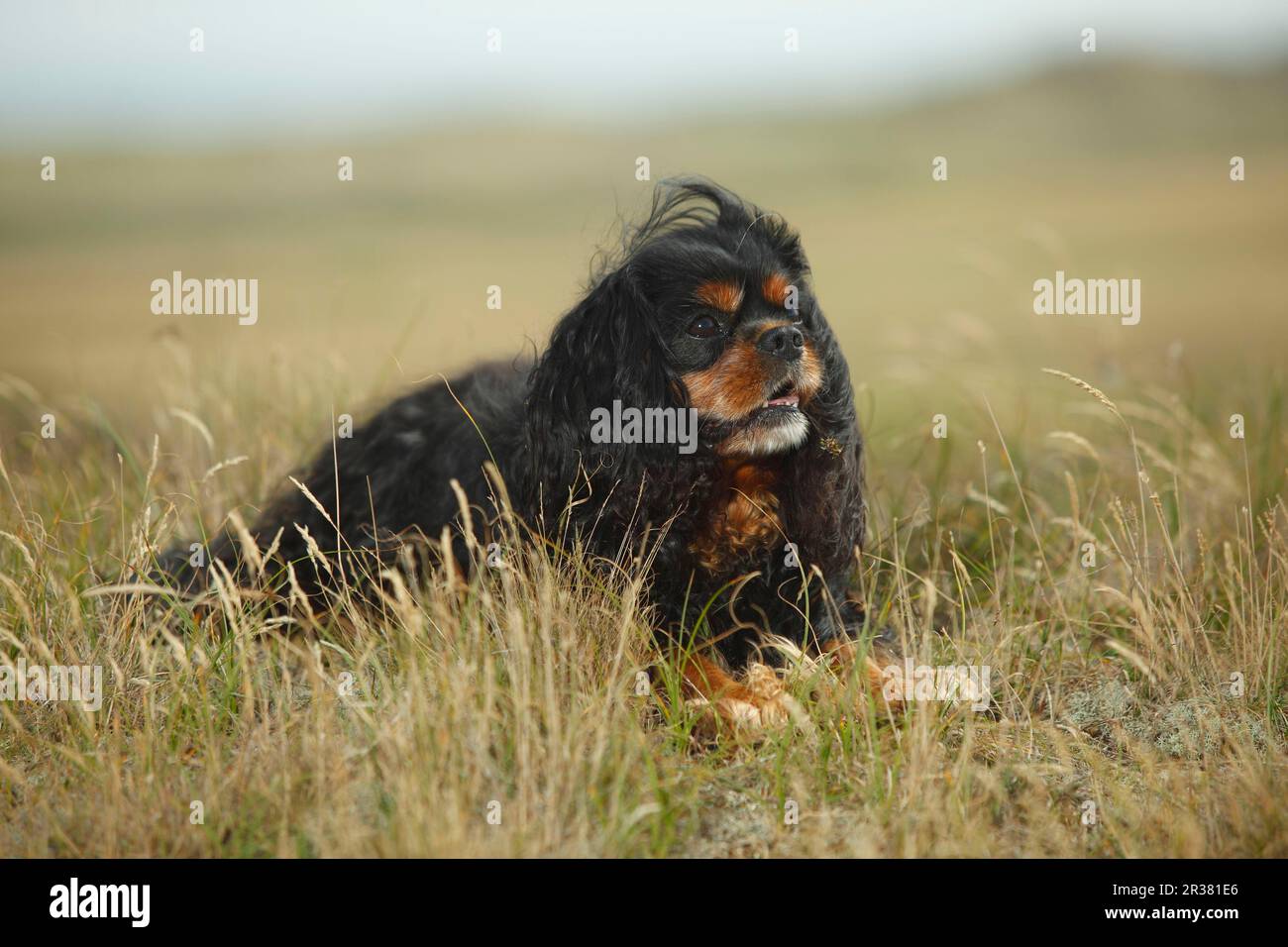 King of the friendly islands hi-res stock photography and images - Alamy