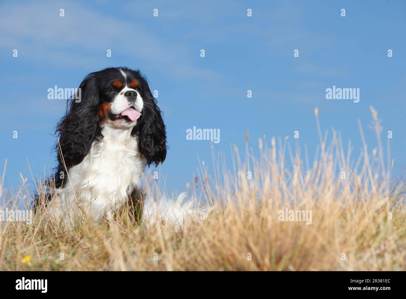 Cavalier King Charles Spaniel, male, tricolour, Texel, Netherlands ...