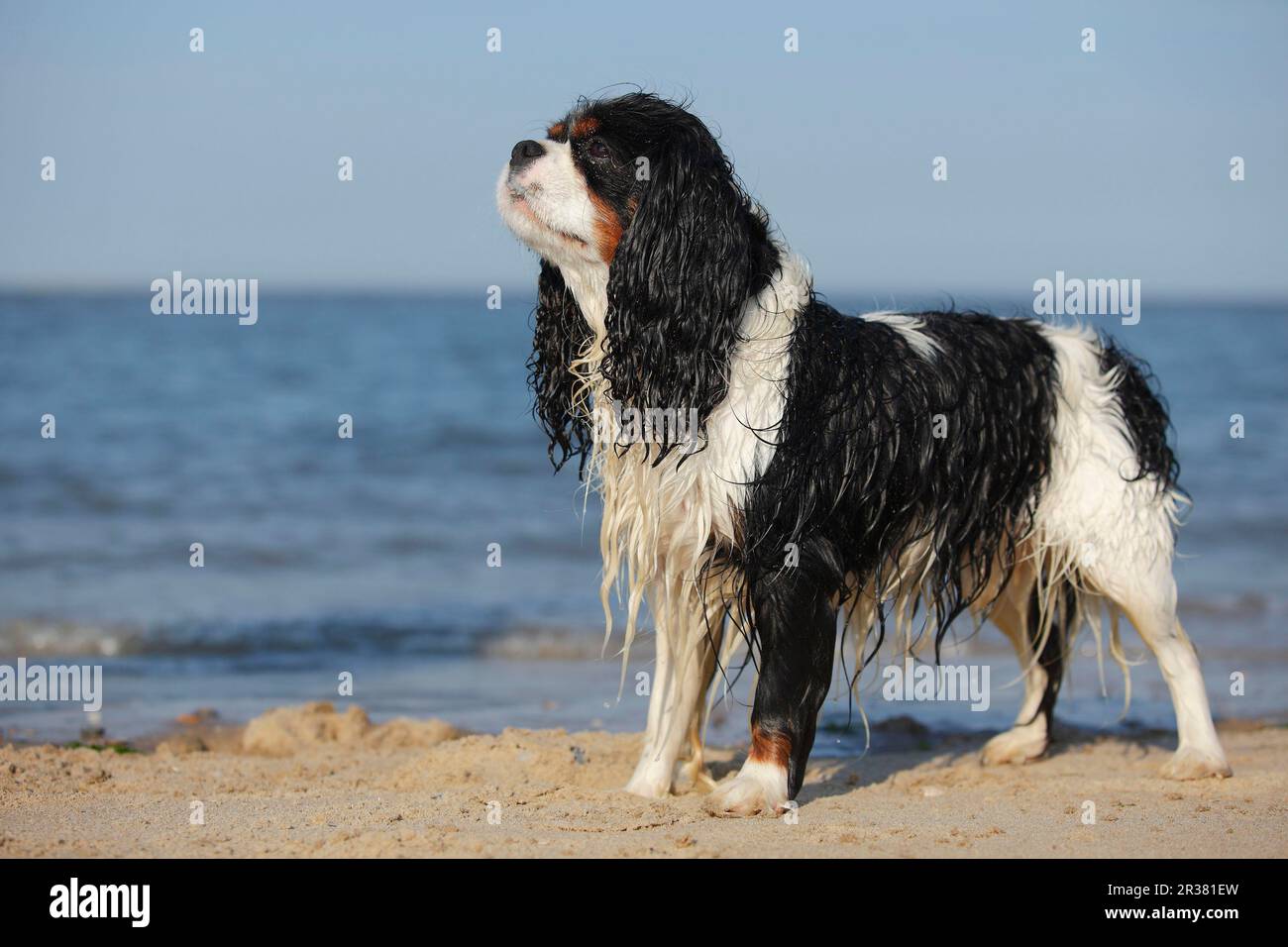 King of the friendly islands hi-res stock photography and images - Alamy