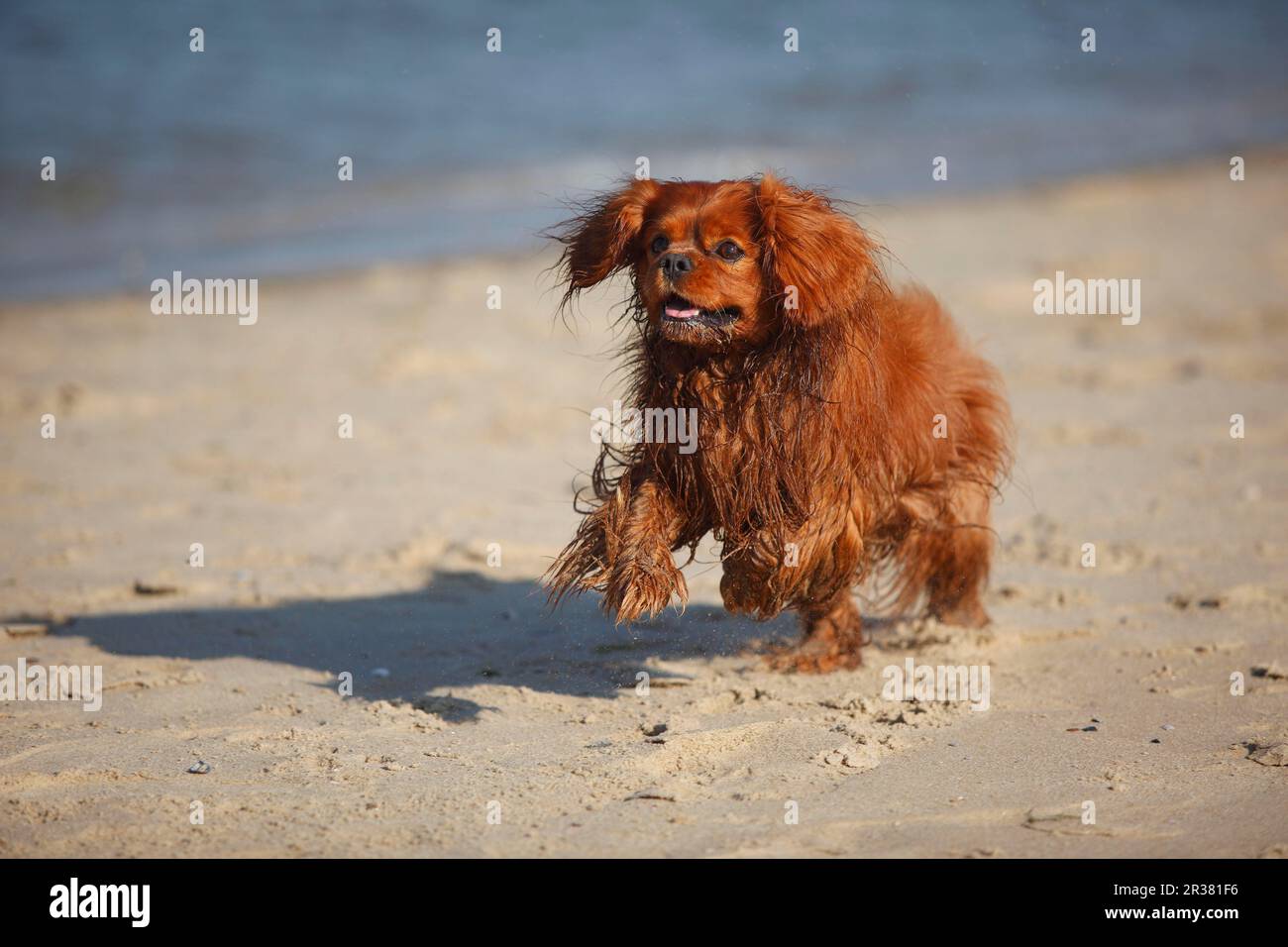 Cavalier King Charles Spaniel, male, ruby red, Texel, Netherlands Stock ...