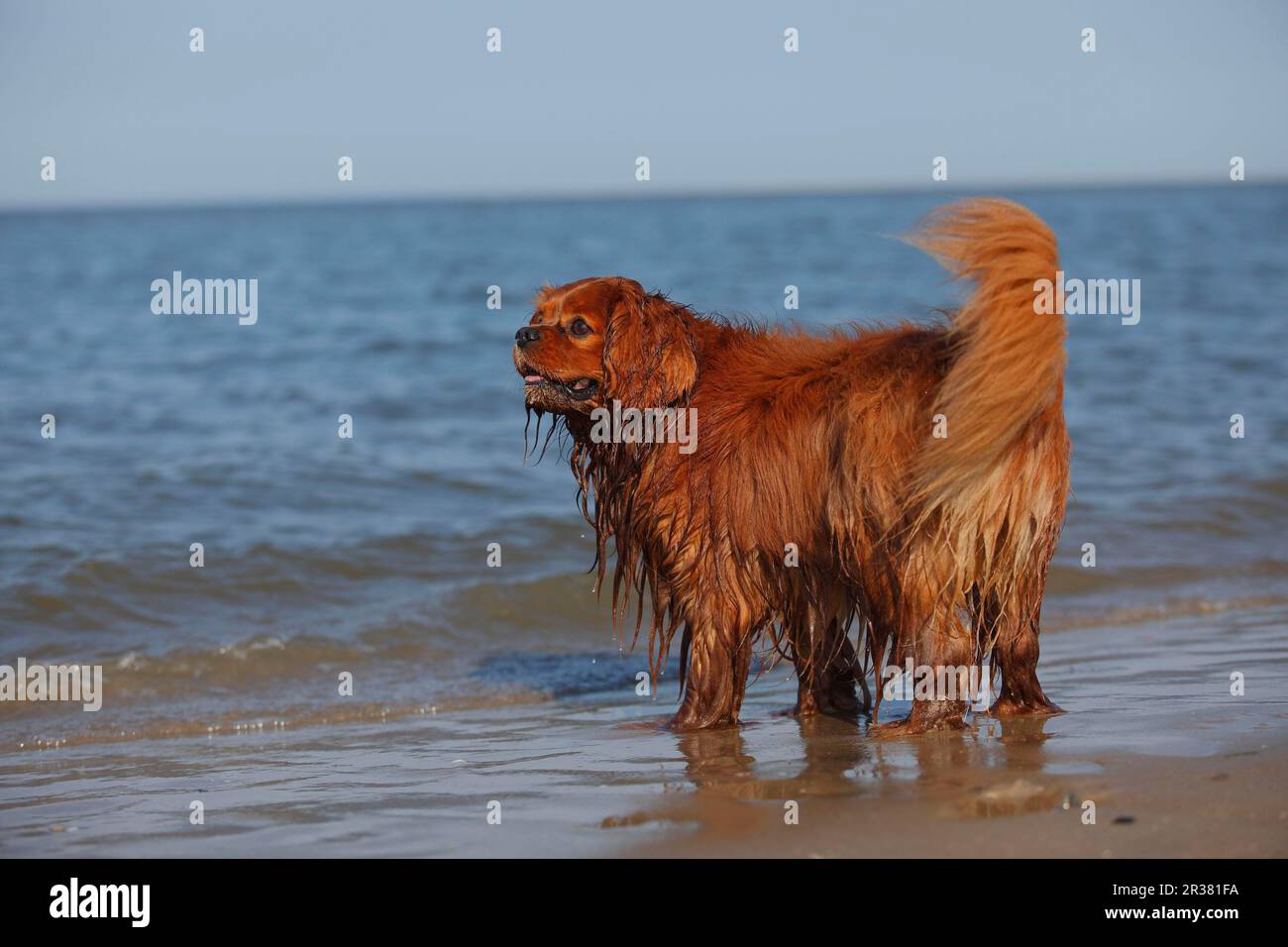 Cavalier King Charles Spaniel, male, ruby red, Texel, Netherlands Stock ...