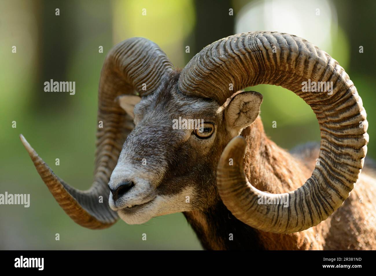 Ammon head hi-res stock photography and images - Alamy