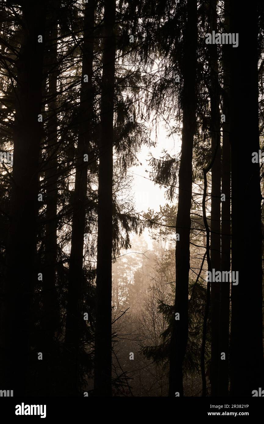 Mist in morning light creating a mystic atmosphere and shadows in a ...