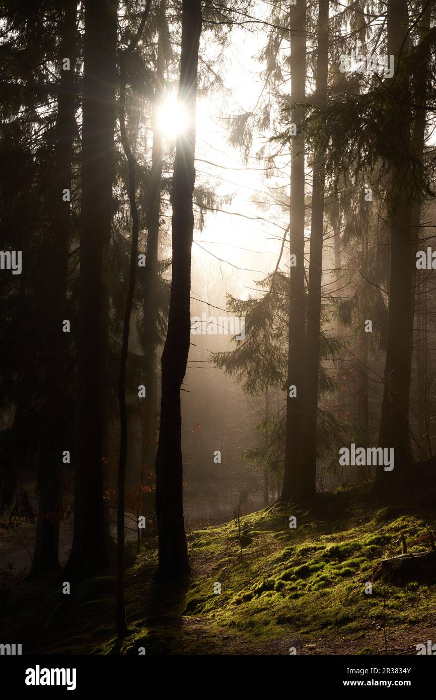 Mist in morning light creating a mystic atmosphere and shadows in a ...