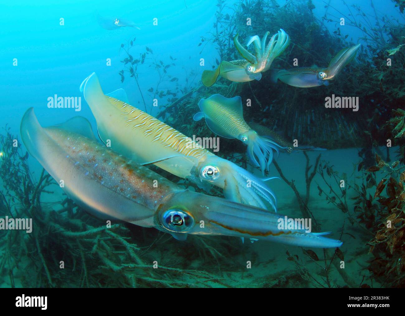 Bigfin reef squids deposit their eggs on a spawning bed off the Kawana ...