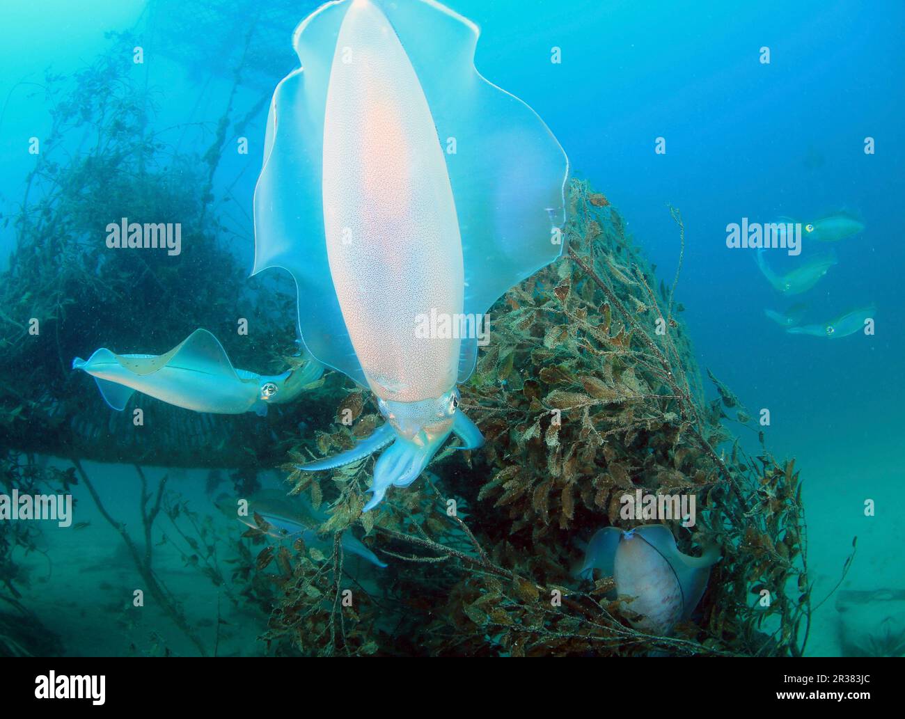 Bigfin reef squids deposit their eggs on a spawning bed off the Kawana ...