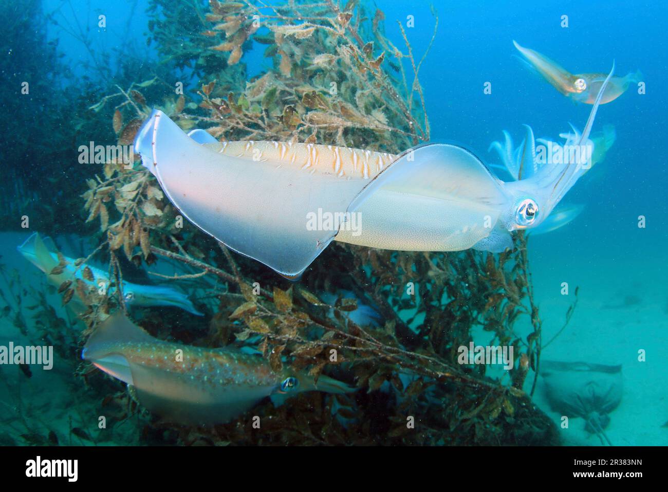 Bigfin reef squids deposit their eggs on a spawning bed off the Kawana ...