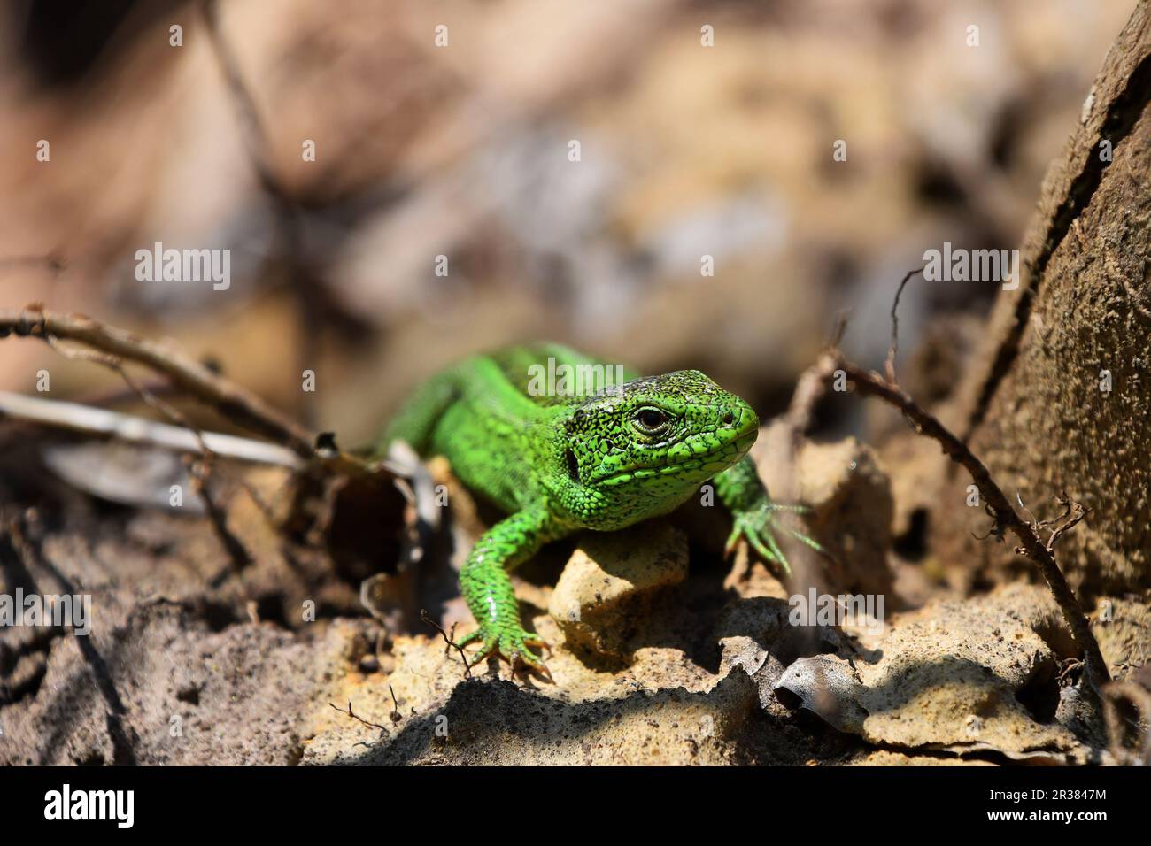 Front face of lizard hi-res stock photography and images - Alamy