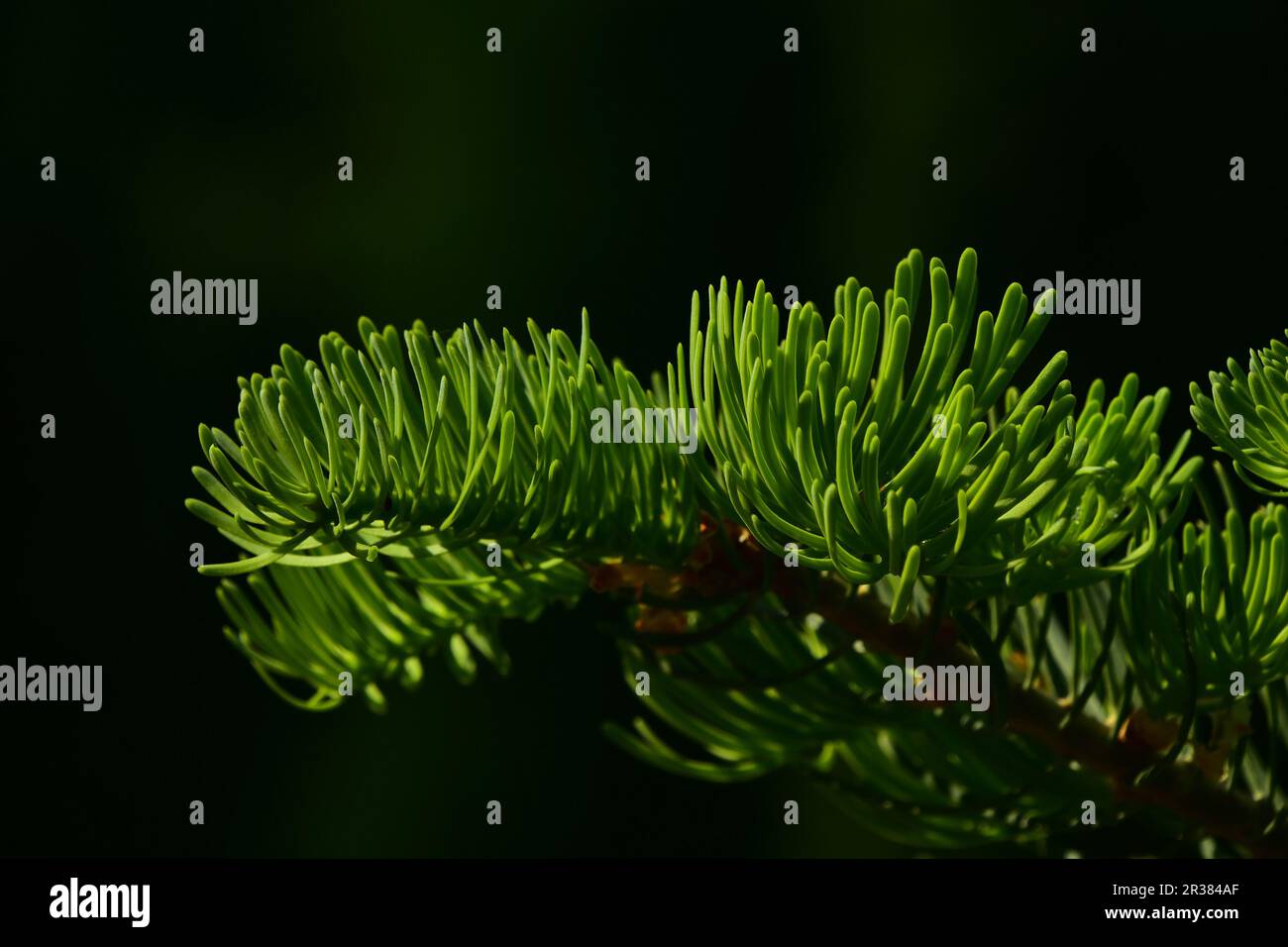 Pine tree branch of fir needles isolated at black background Stock ...