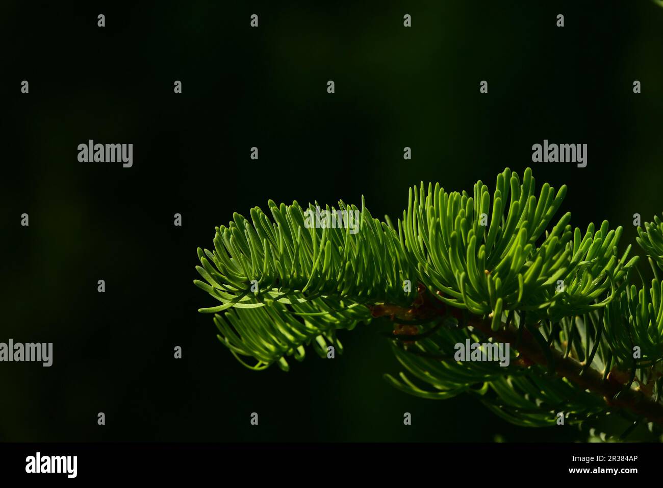 Black fir tree hi-res stock photography and images - Alamy