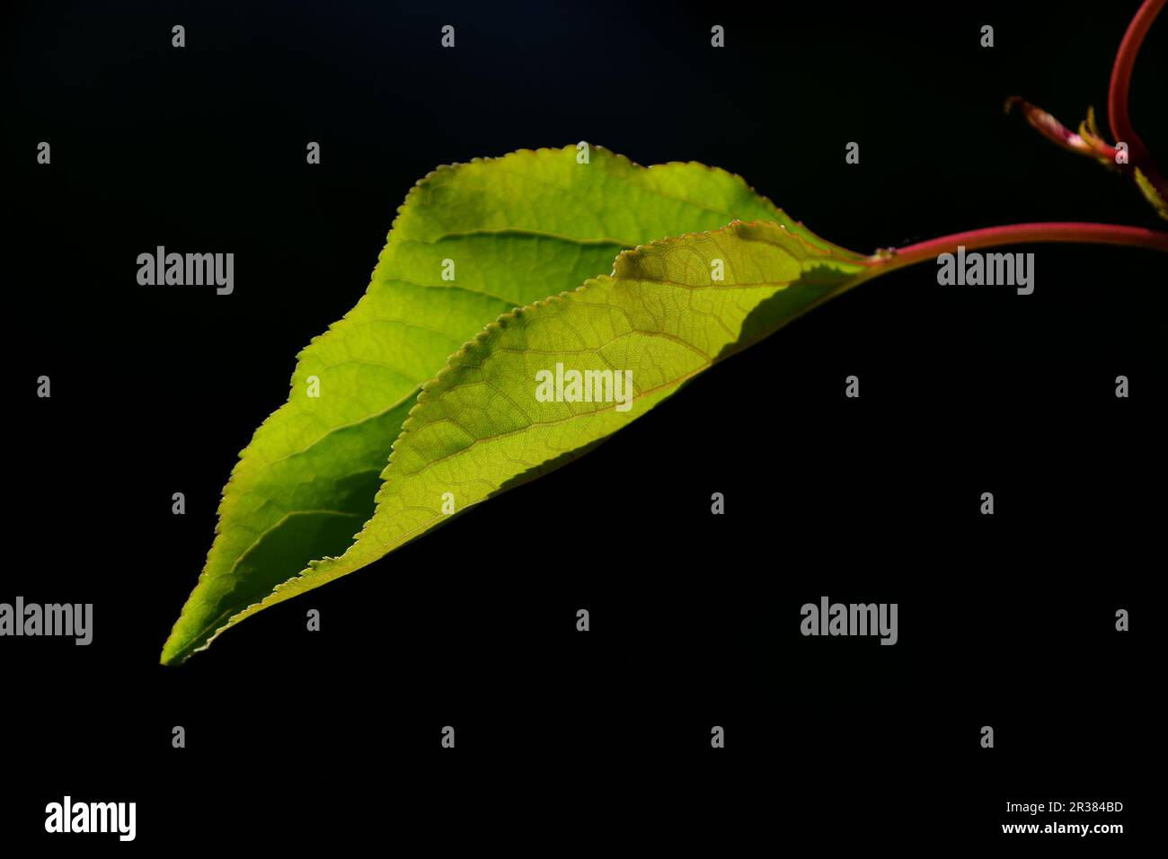 One single apricot tree leave in back lighting on a black background ...