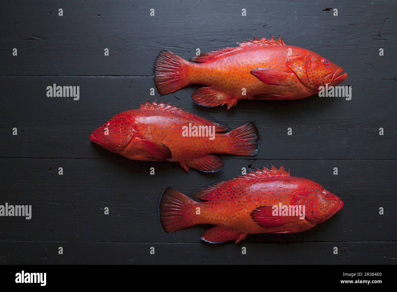 Strawberry grouper fish hi-res stock photography and images - Alamy