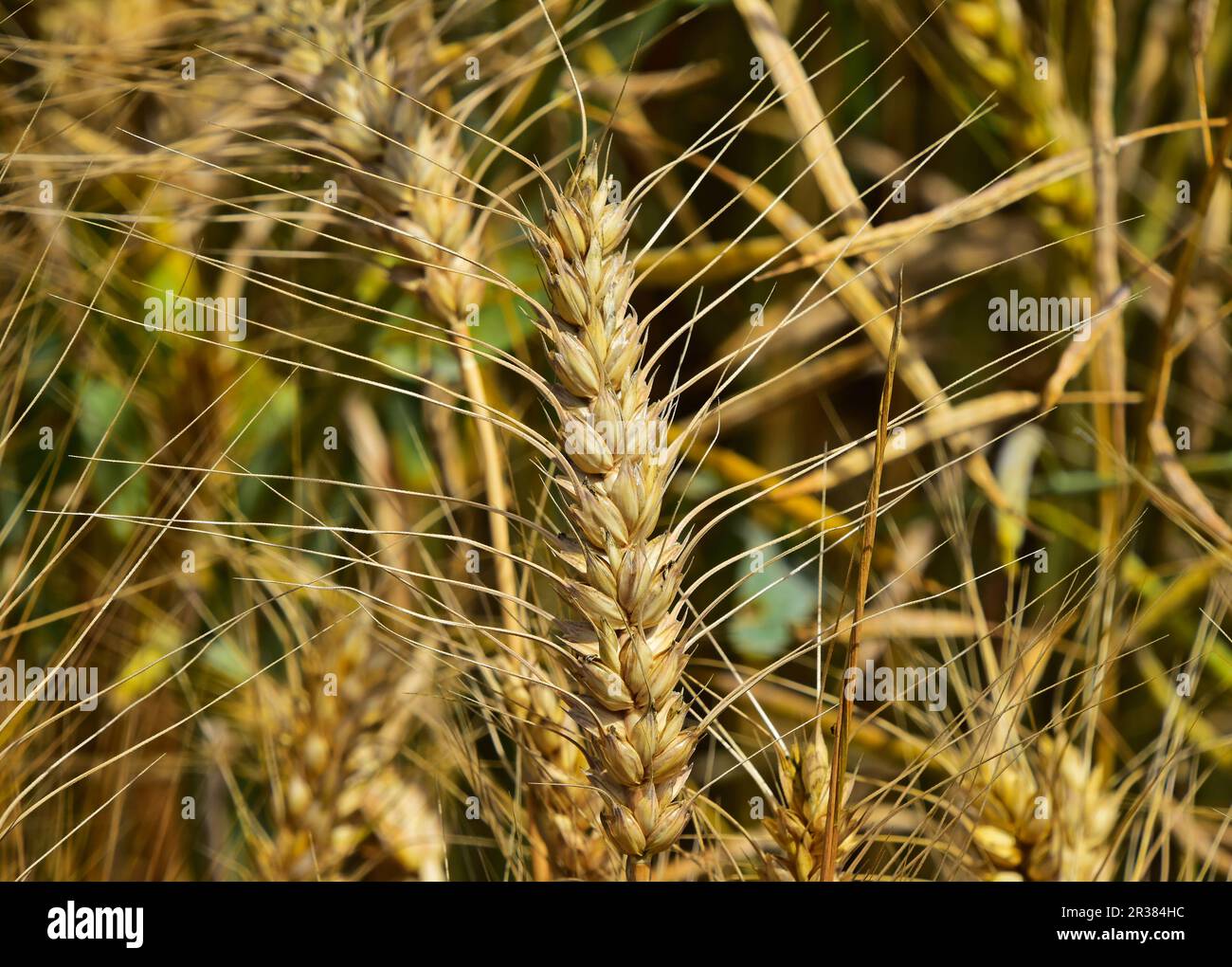 Mature ear hi-res stock photography and images - Alamy