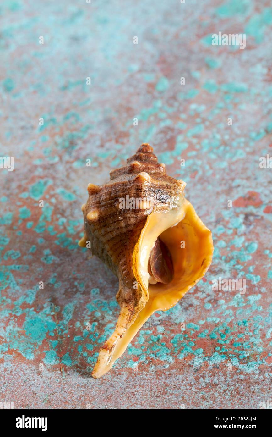 Inside a snail shell hi-res stock photography and images - Alamy