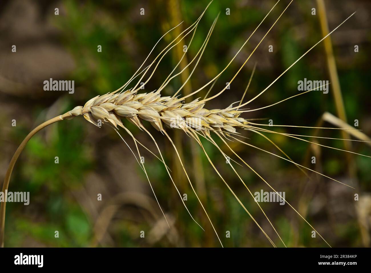 Ear green wheat hi-res stock photography and images - Alamy