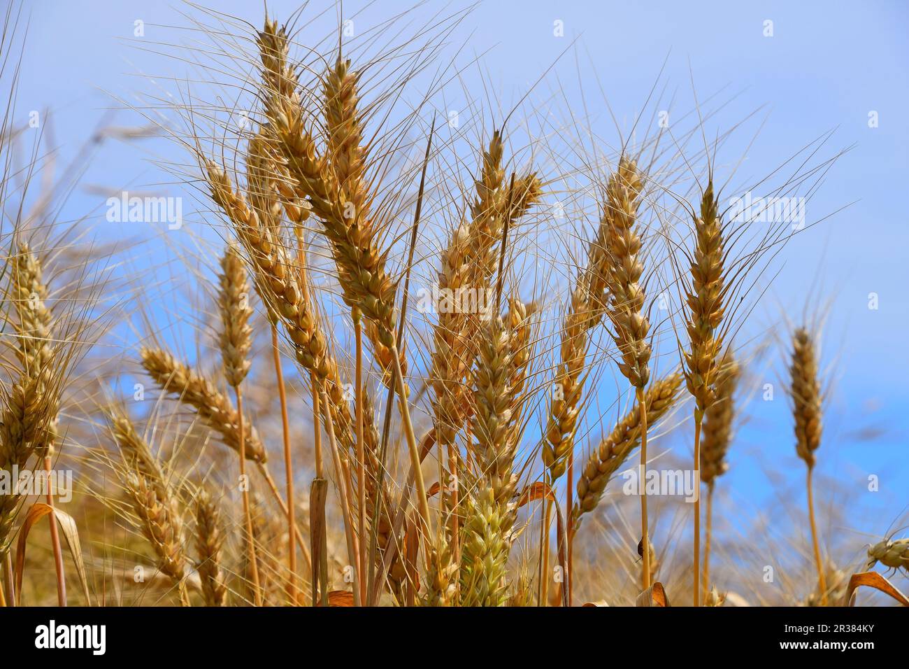 Blue field wheat ears hi-res stock photography and images - Alamy