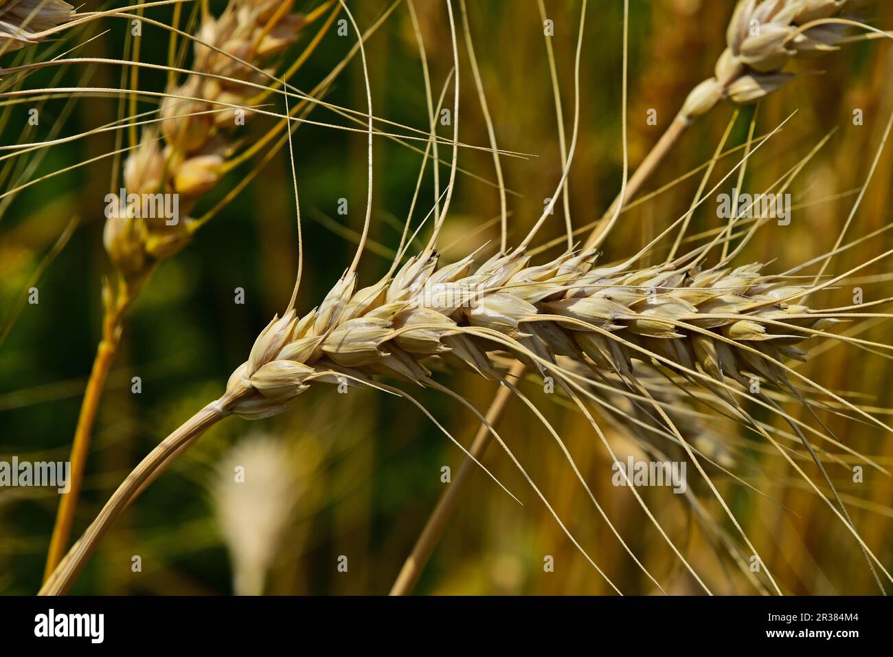 Wheat ripe ear hi-res stock photography and images - Alamy